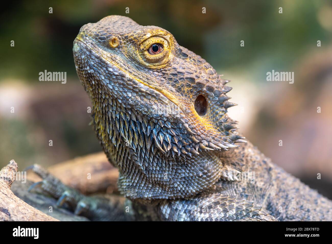 Central bearded dragon in captivity hi-res stock photography and images ...