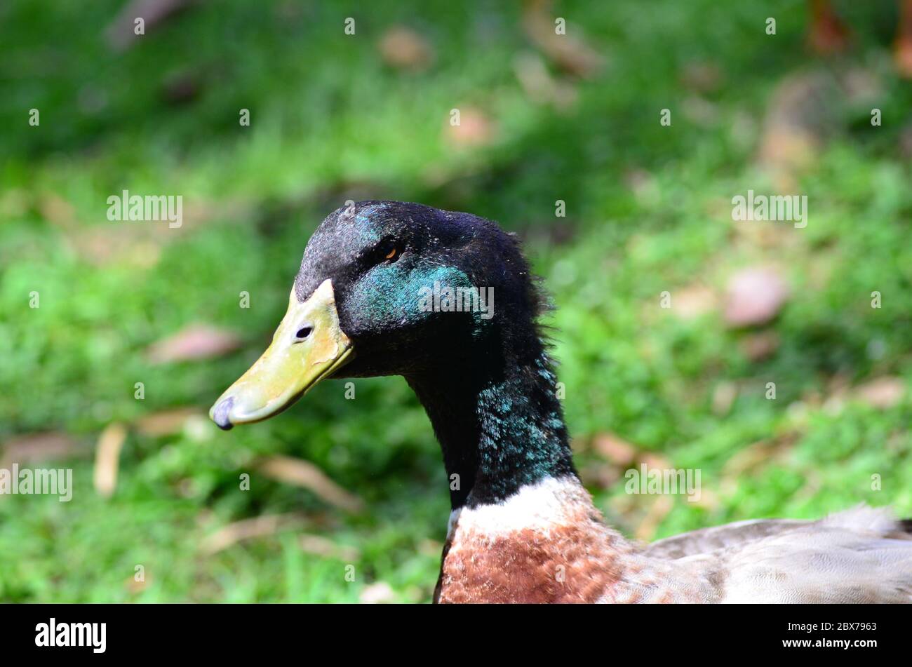 Male duck thorouhly defending it's territory. Note feathers on the back ...
