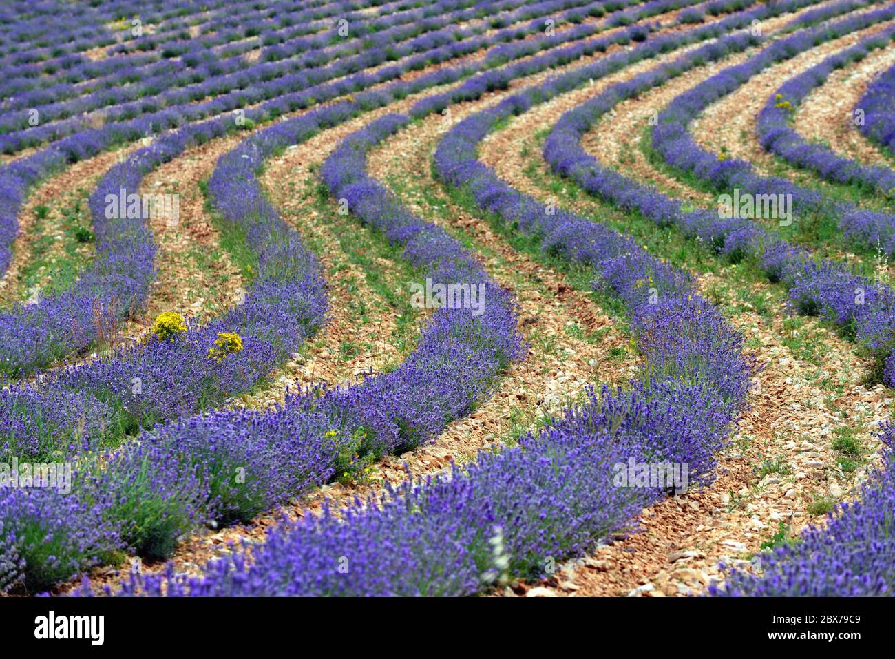 Stunning landscape with lavender field at evening. Plateau of Sault ...