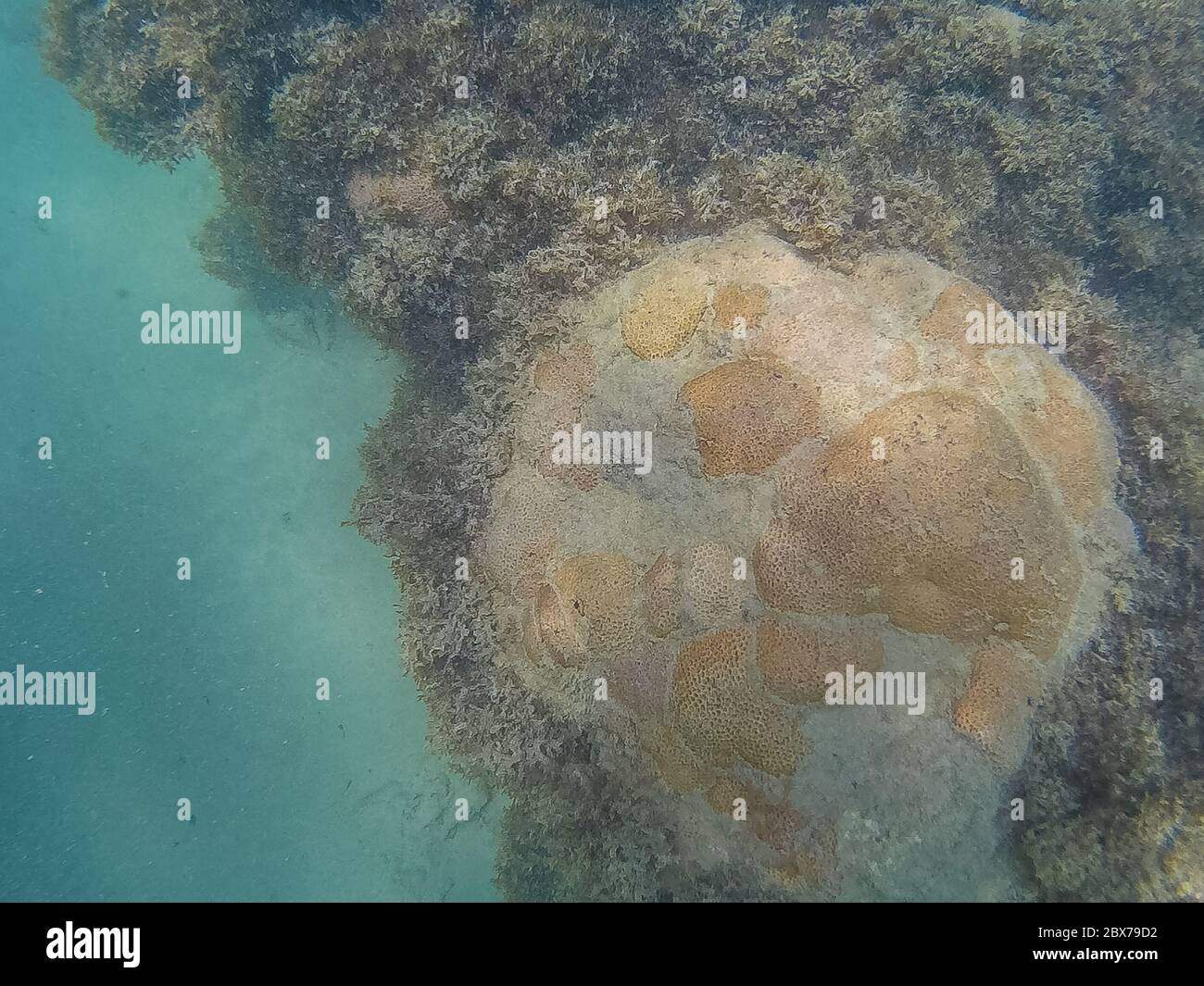 Top view of coral reef on the surface of the water Stock Photo - Alamy