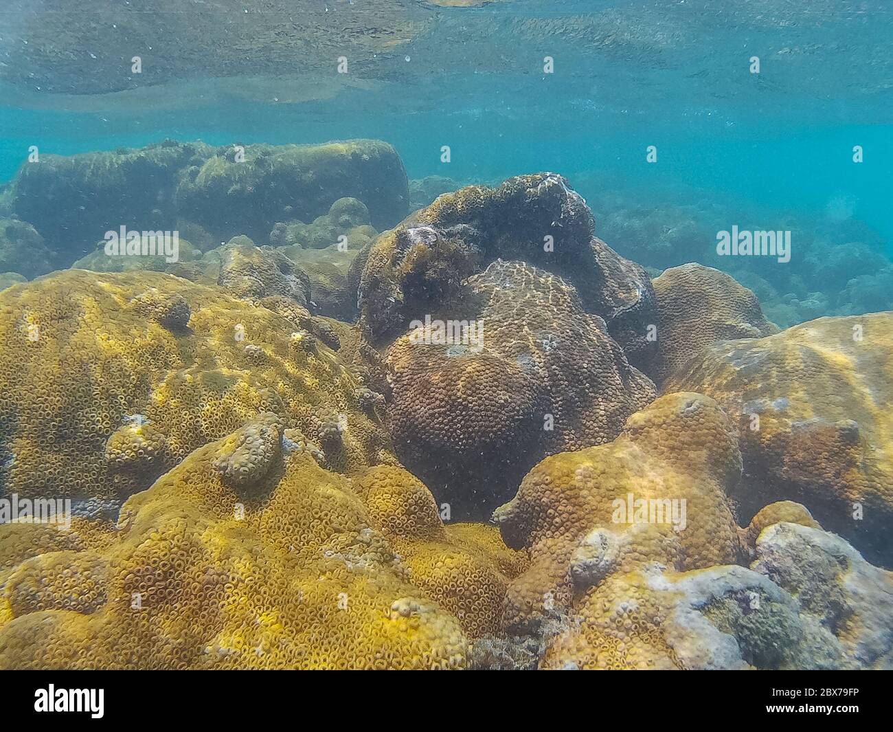 Coral reef on the surface of the water Stock Photo - Alamy