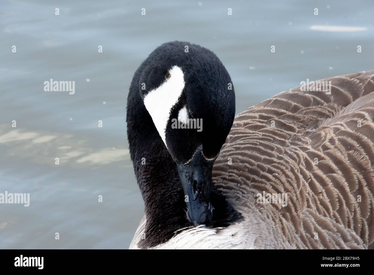 Canadian goose cleaning hi-res stock photography and images - Alamy