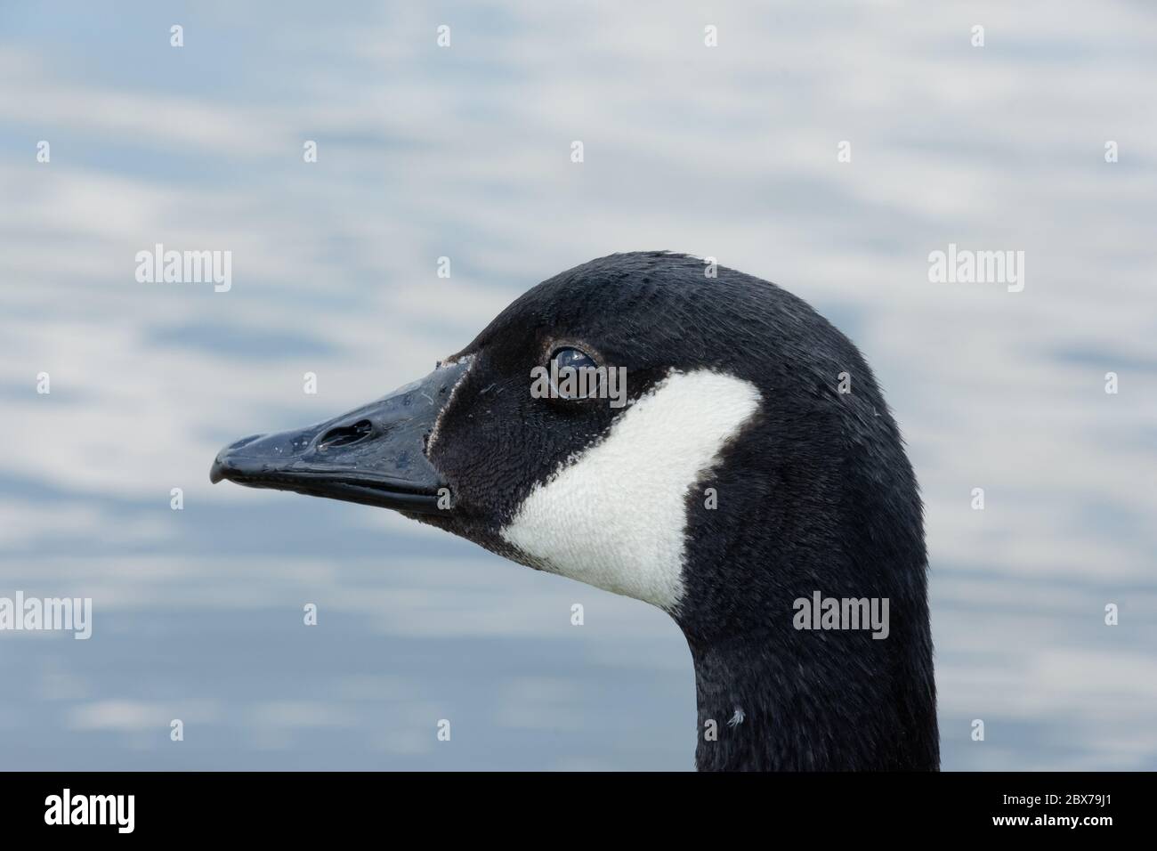 A close up of a canada goose head staring into the distance Stock Photo ...