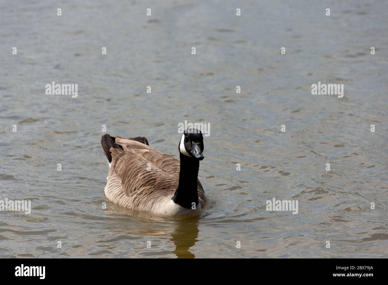 Goose in water hi-res stock photography and images - Alamy