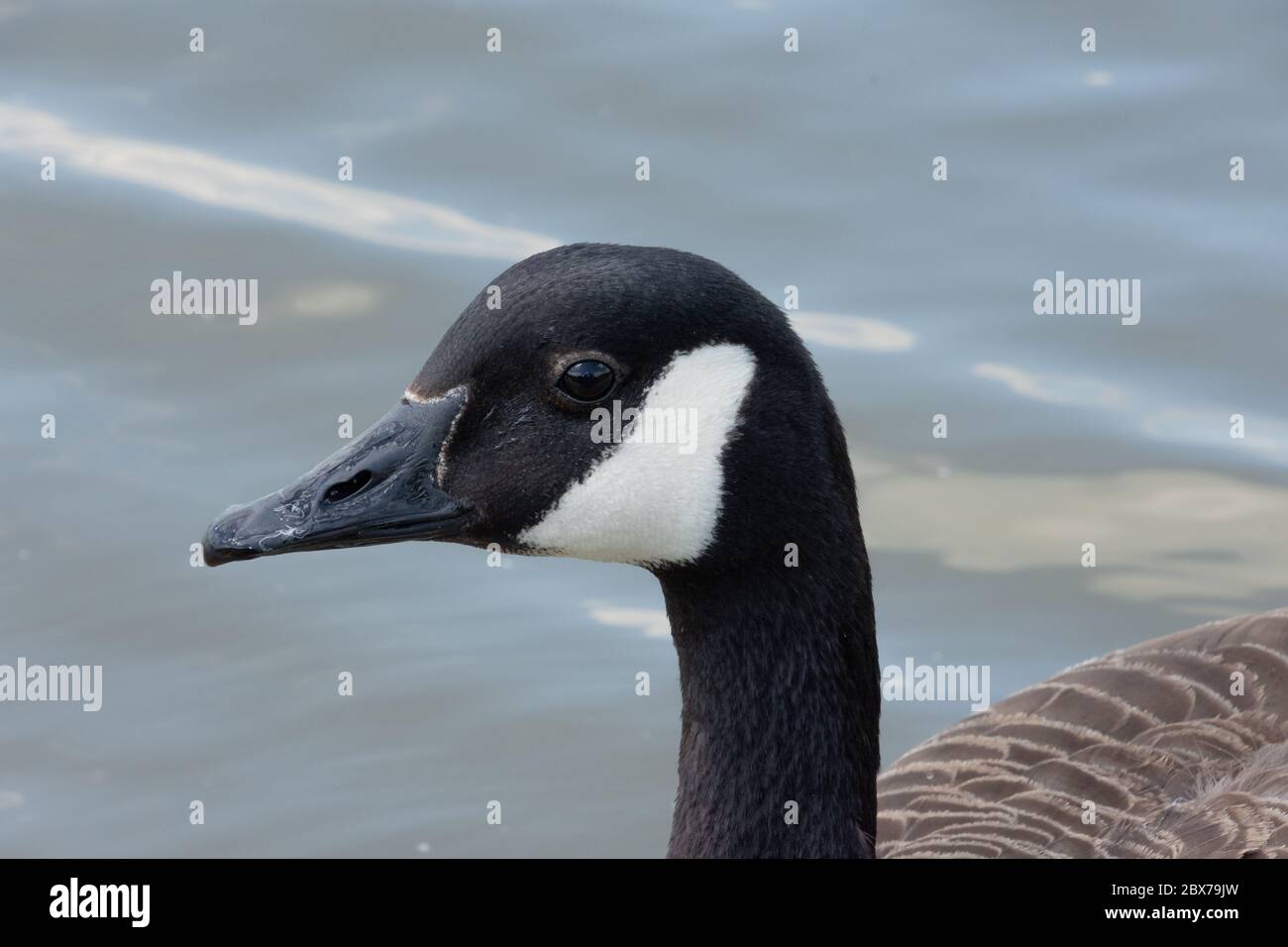 Close up canada geese flying hi-res stock photography and images - Alamy