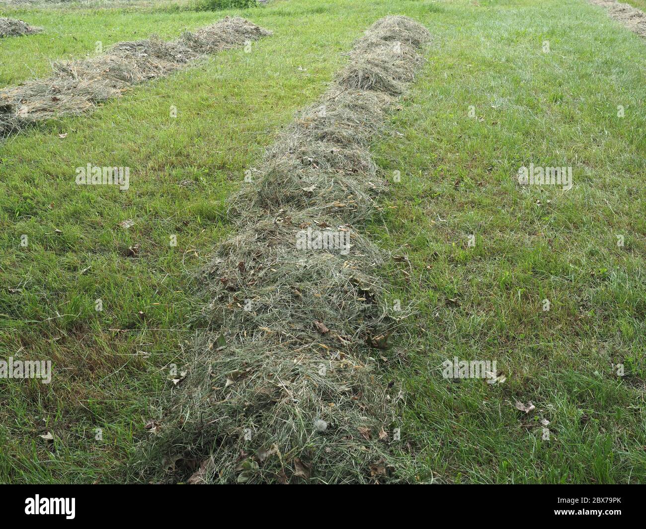 Grass windrow hi-res stock photography and images - Alamy