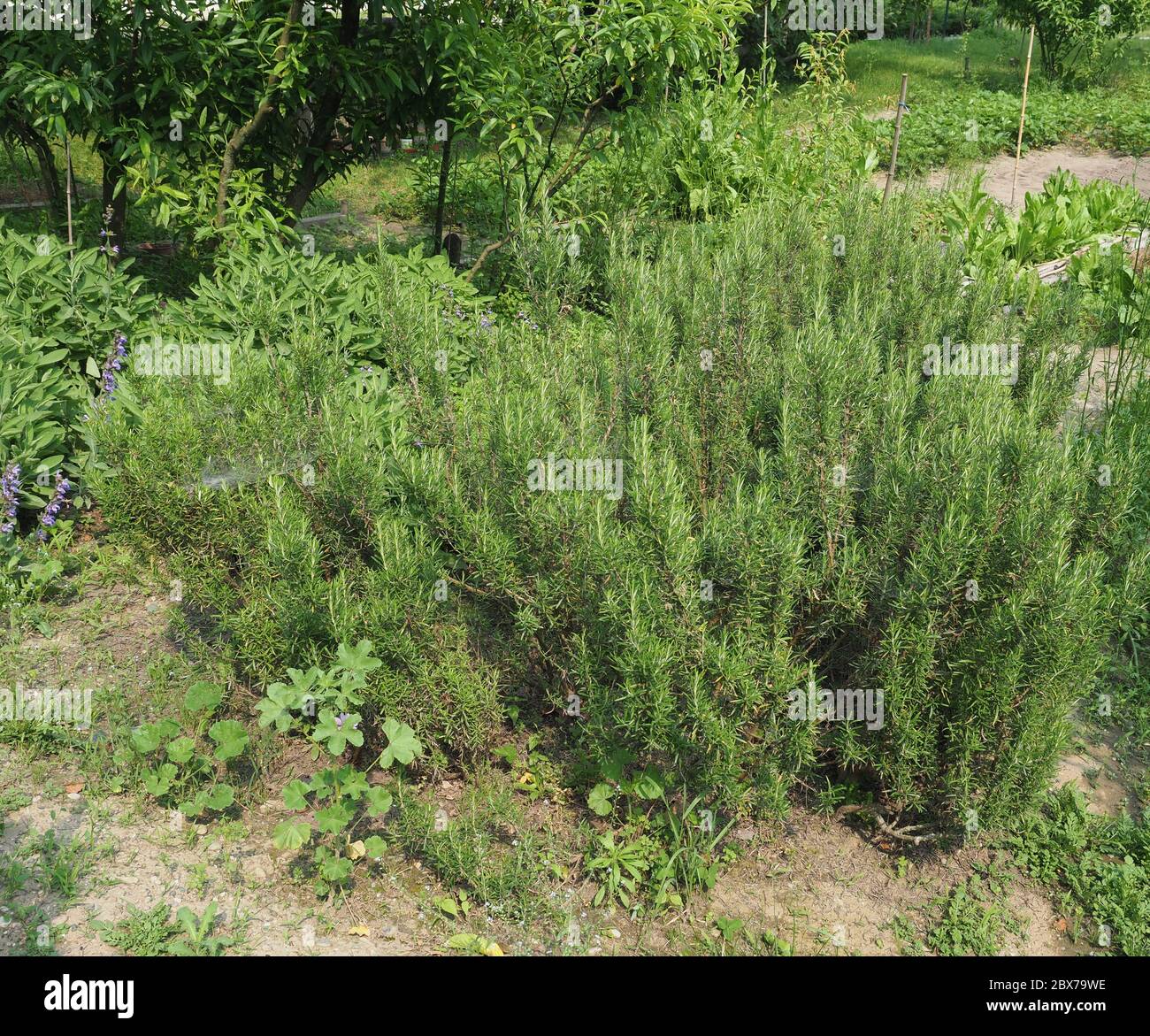 rosemary plant (scientific name Rosmarinus officinalis perennial herb ...