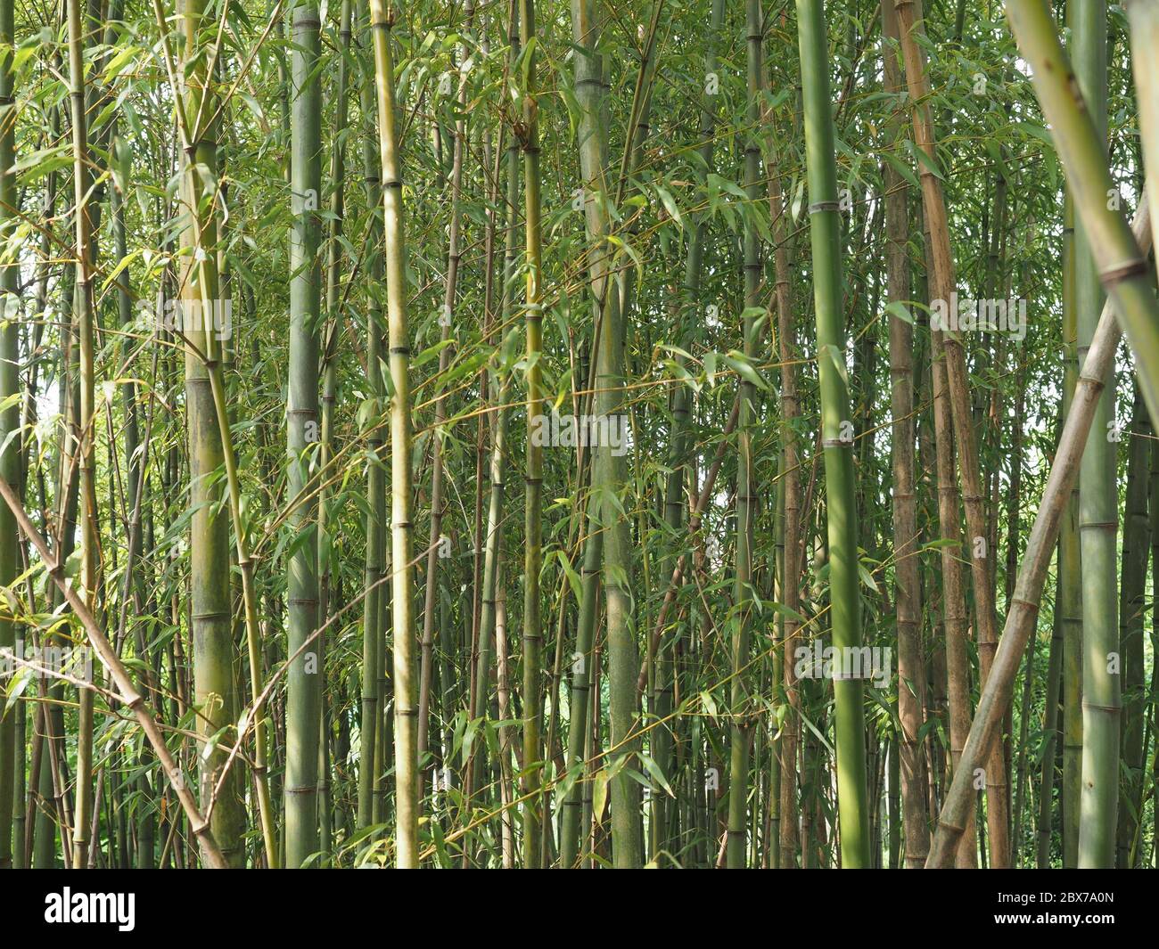 bamboo tree (scientific classification Bambusoideae) useful as a ...