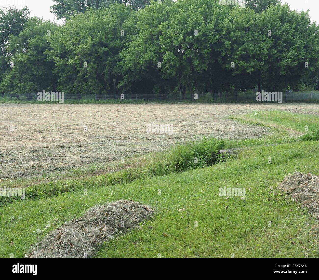 Grass windrow hi-res stock photography and images - Alamy