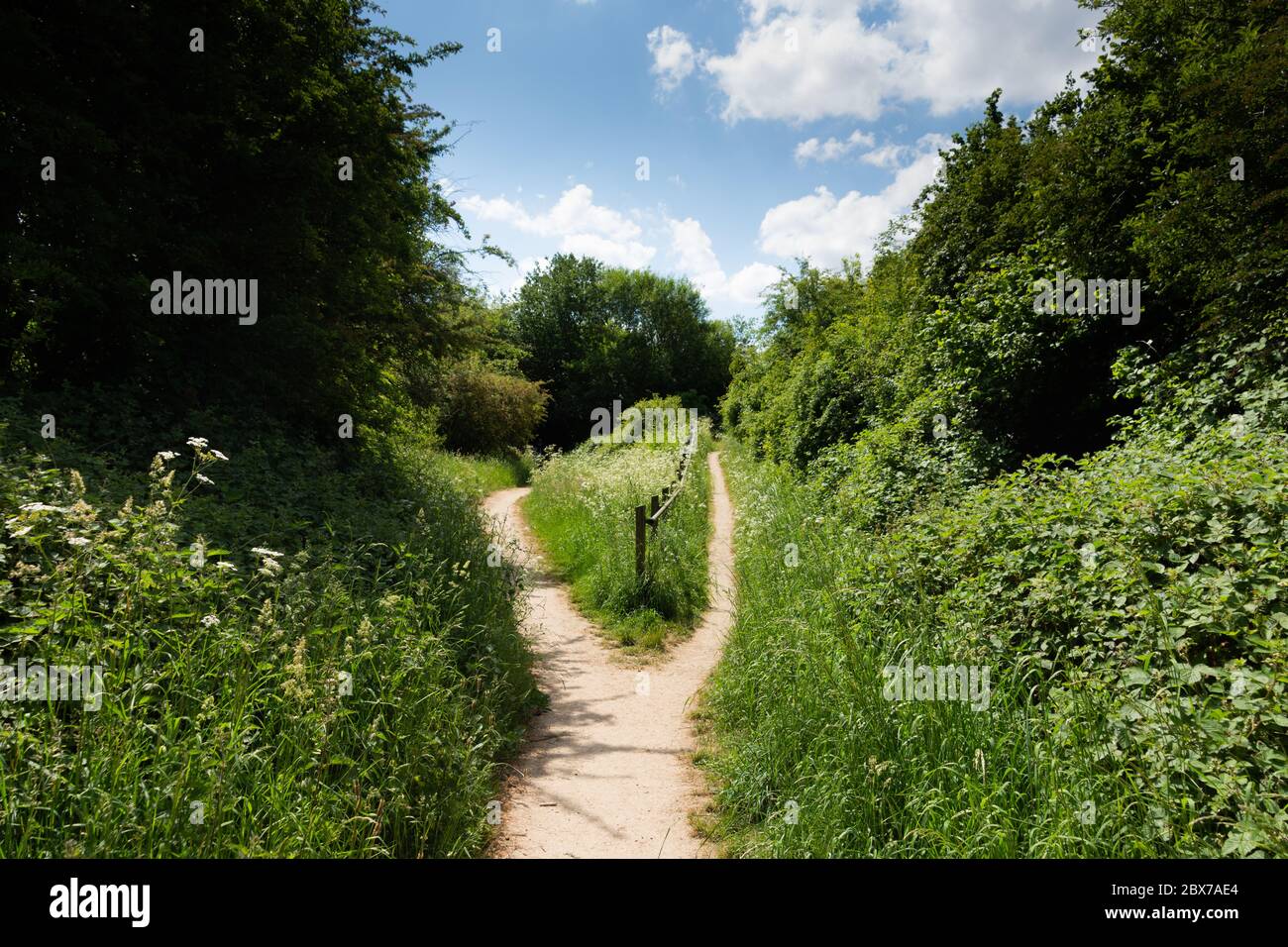A single sandy path splitting into two surrounded by green foliage ...