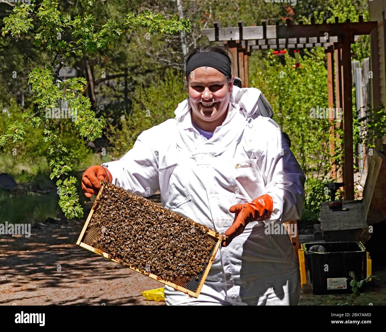 Queen bee hive hi-res stock photography and images - Alamy