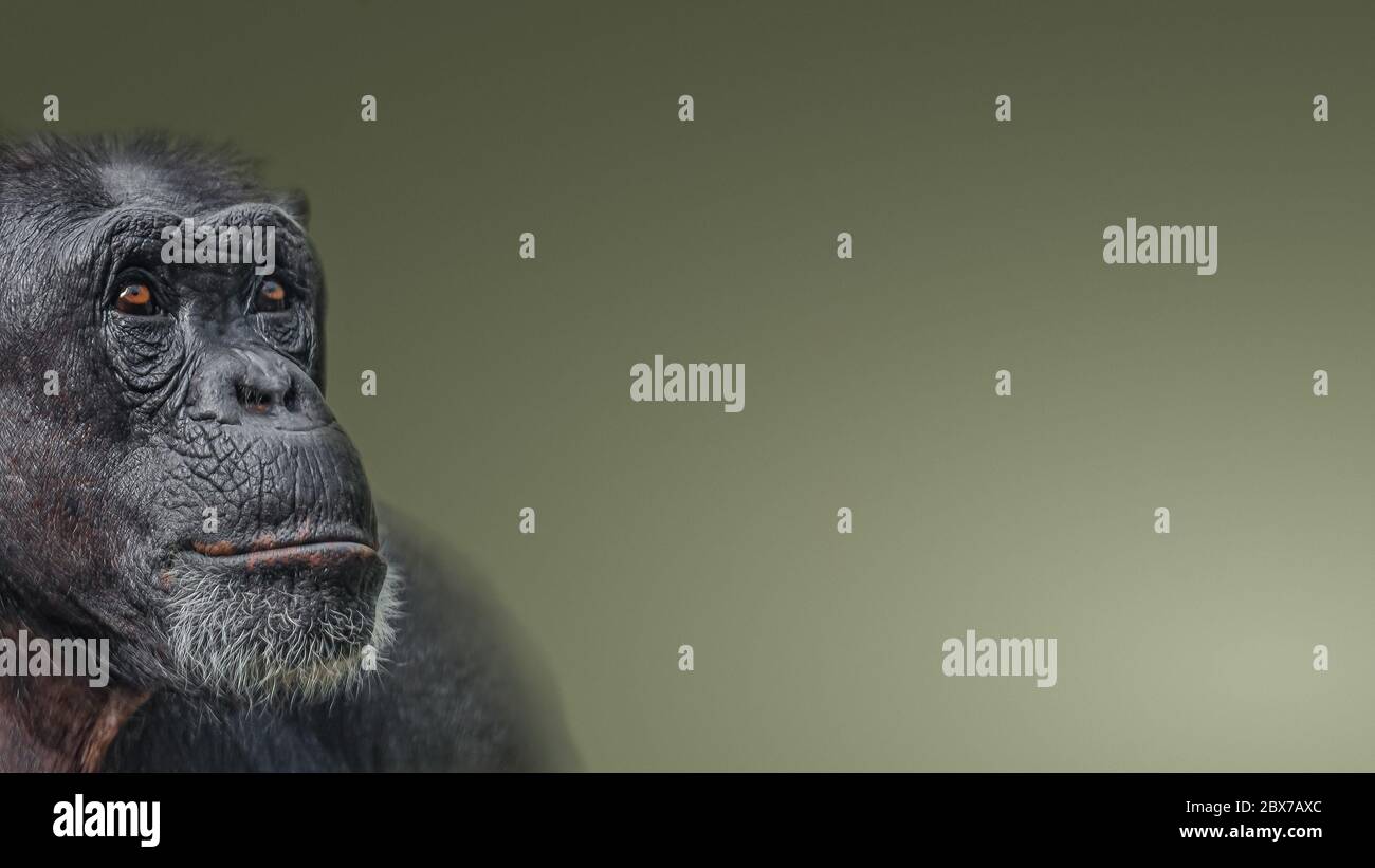 Banner with portrait of serious Chimpanzee like asking a question at ...