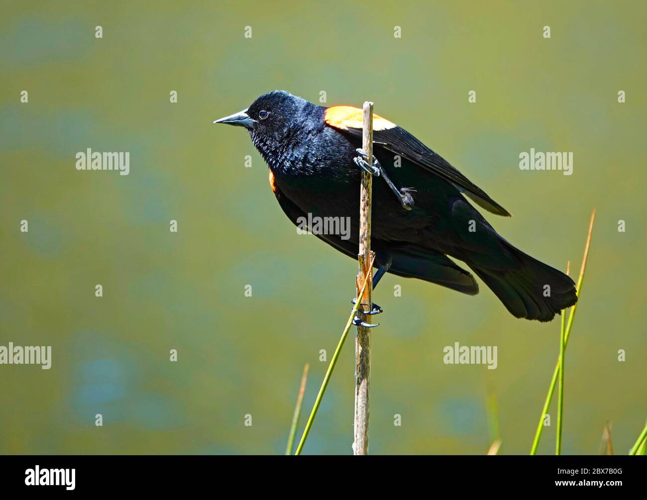 Blackbird flying isolated hi-res stock photography and images - Alamy