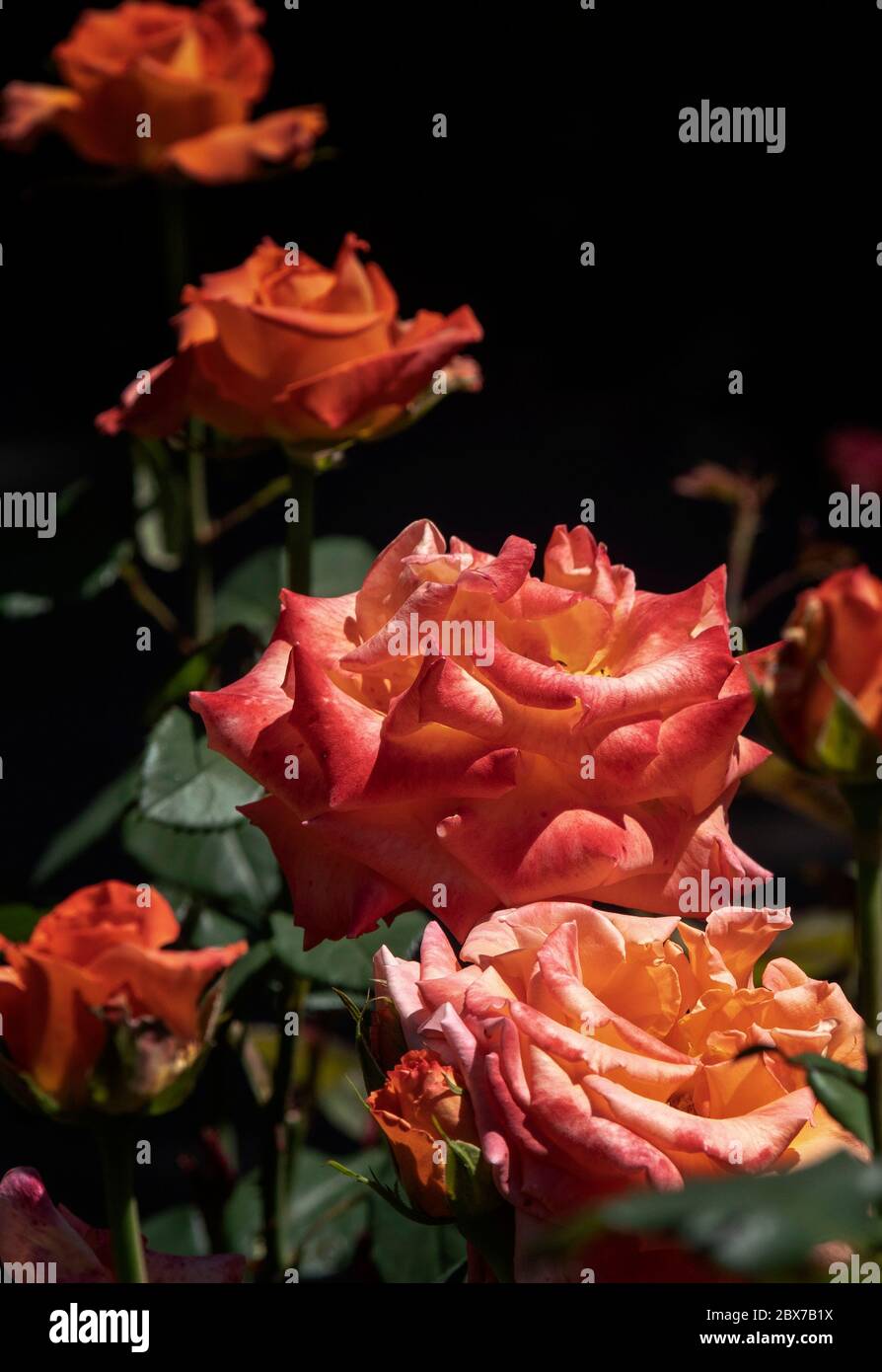 A group of Roses in line Stock Photo - Alamy
