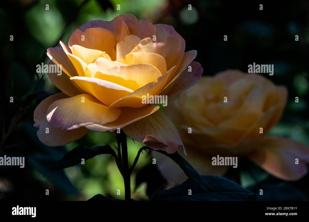 Shadow on the rose Stock Photo - Alamy