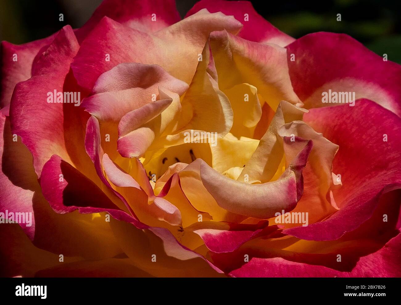 Red tinged hi-res stock photography and images - Alamy