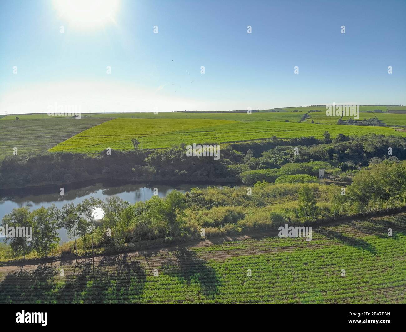 Aerial sugarcane field in Brazil and beautiful lake Stock Photo - Alamy