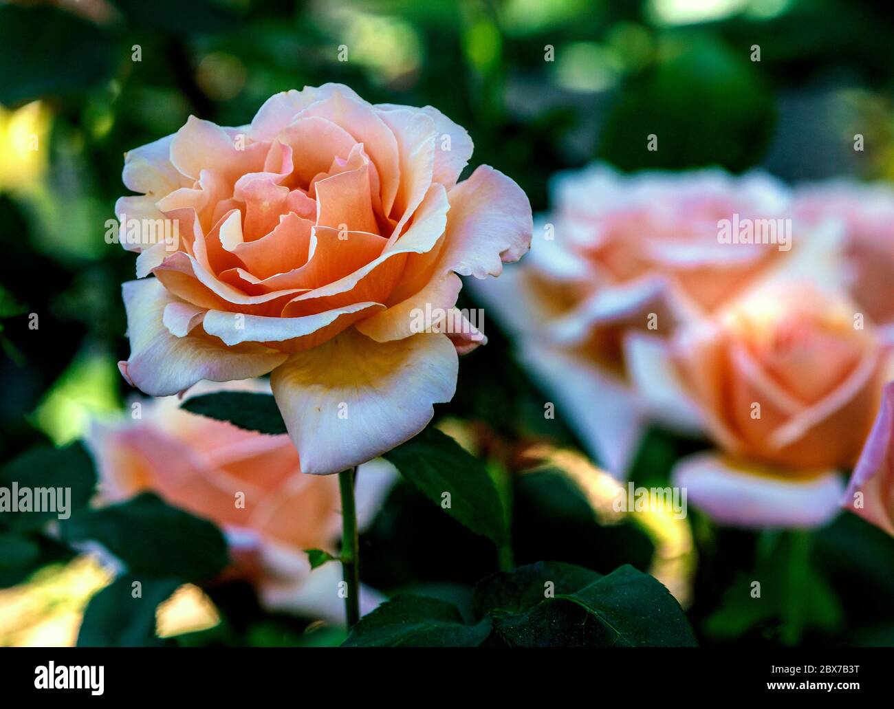 Pink Roses in bloom Stock Photo - Alamy