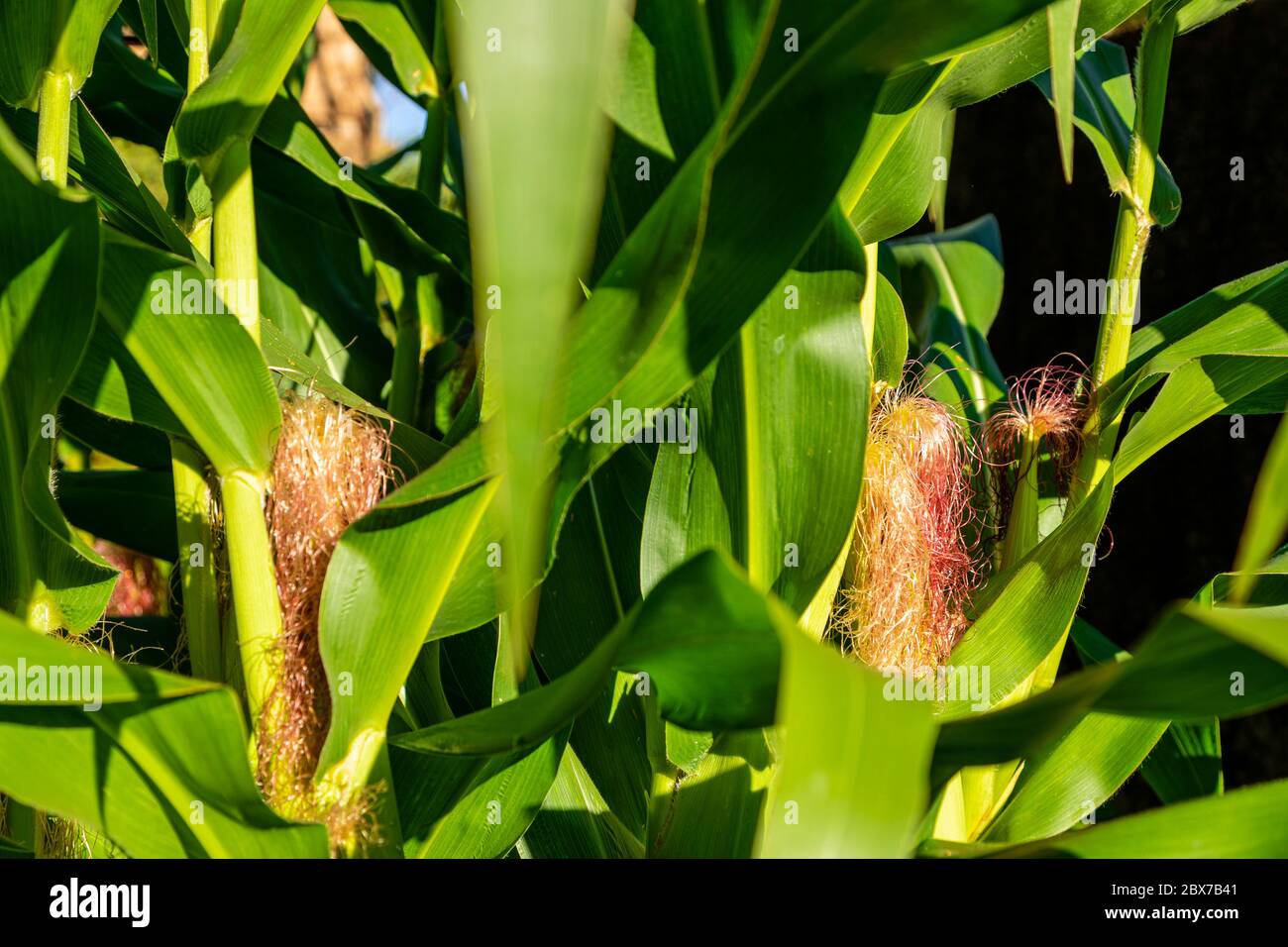 Closeup on green corncob of corn tree Stock Photo - Alamy