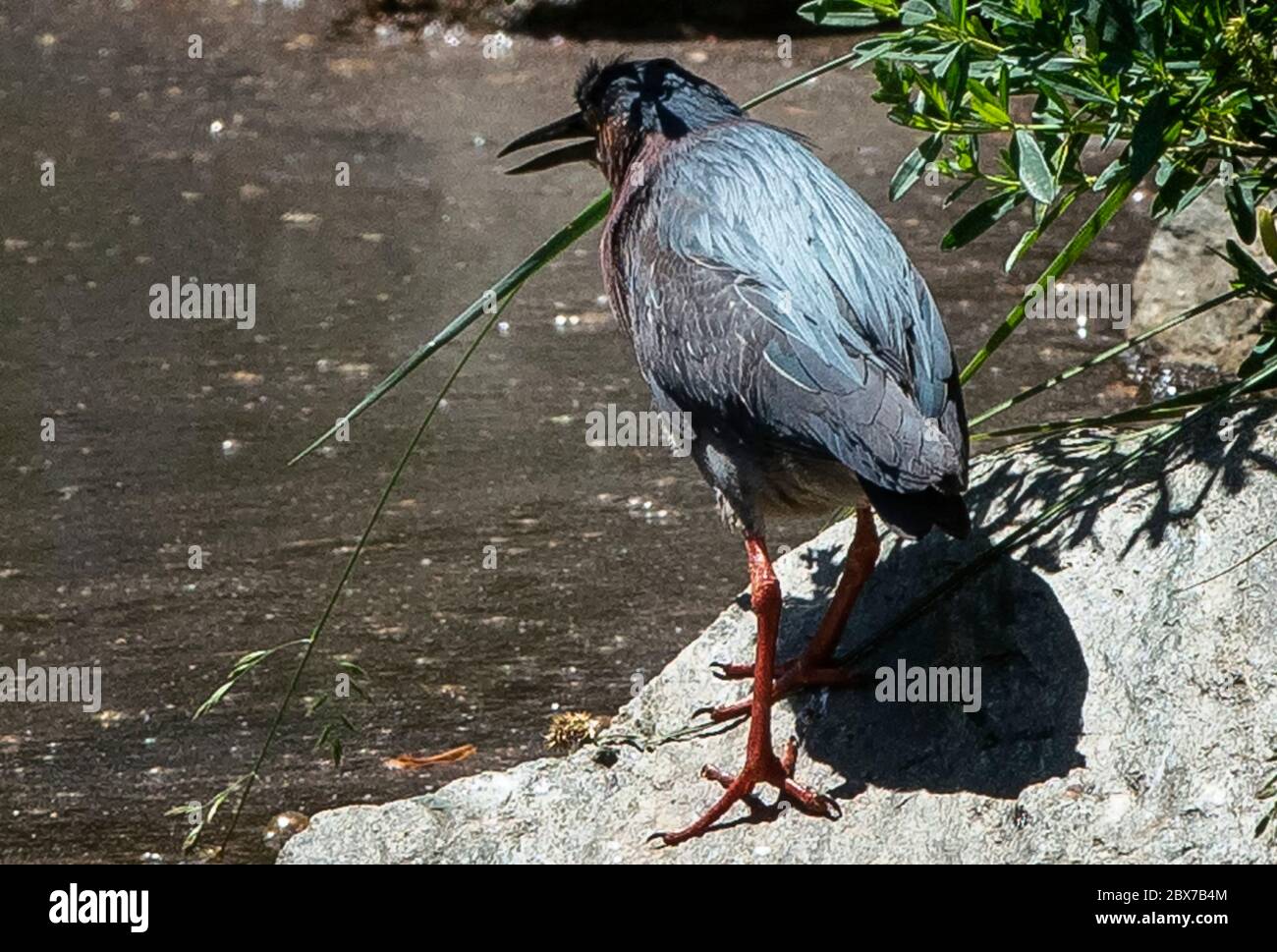 Green Heron watching for fish Stock Photo - Alamy