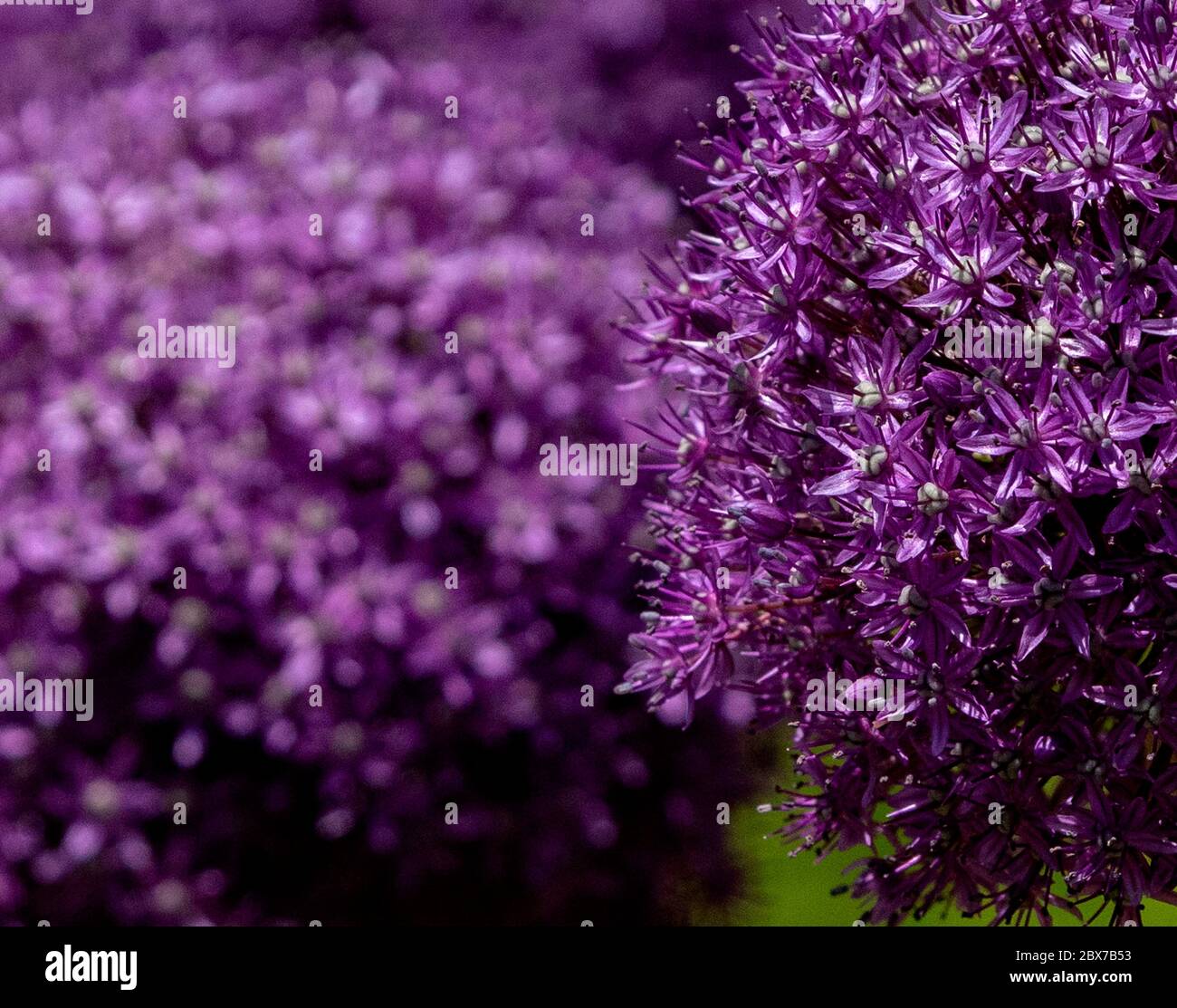Allium in bloom Stock Photo - Alamy