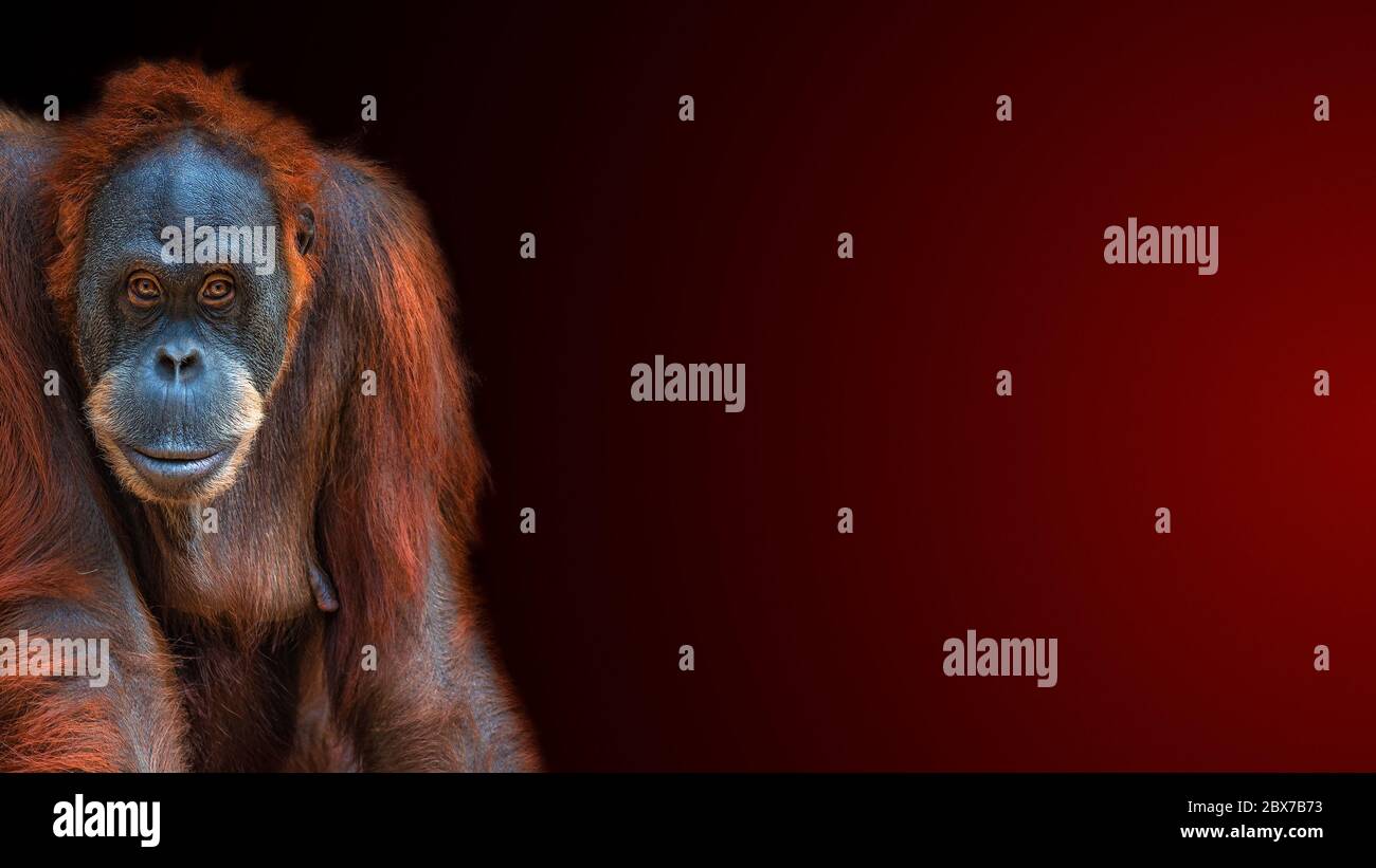 Banner with portrait of funny colorful Asian Sumatran orangutan at ...