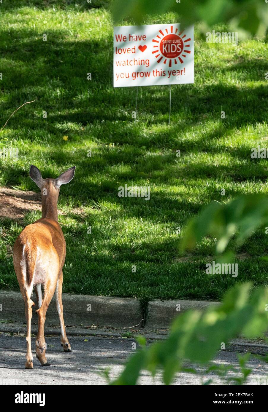 Deer stops to read the sign Stock Photo - Alamy