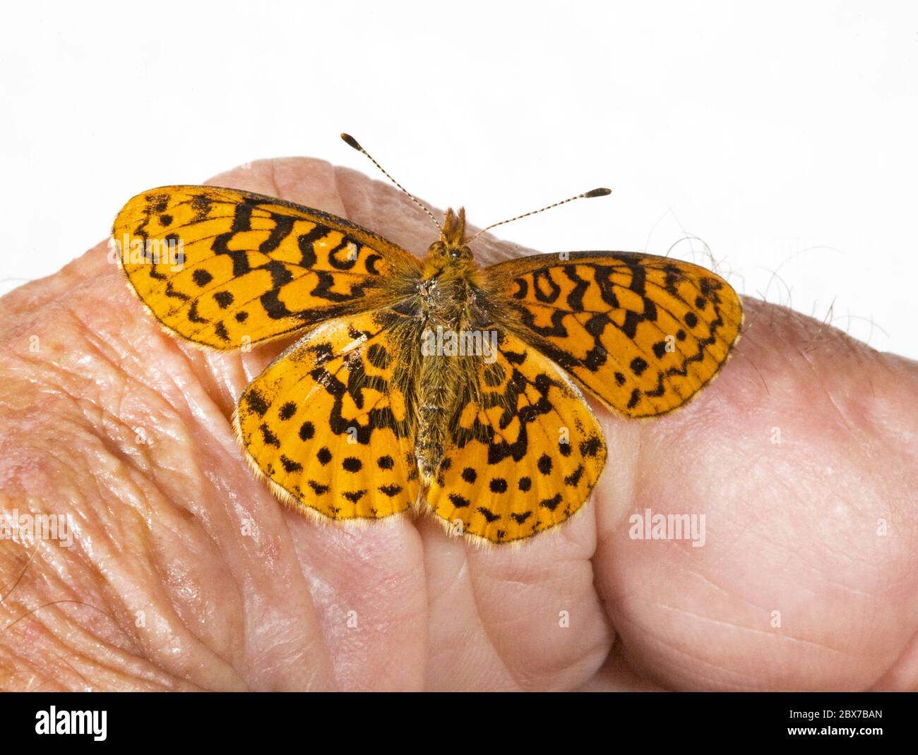 Detail of the dorsal wings of a Western Meadow Fritillary, Boloria ...