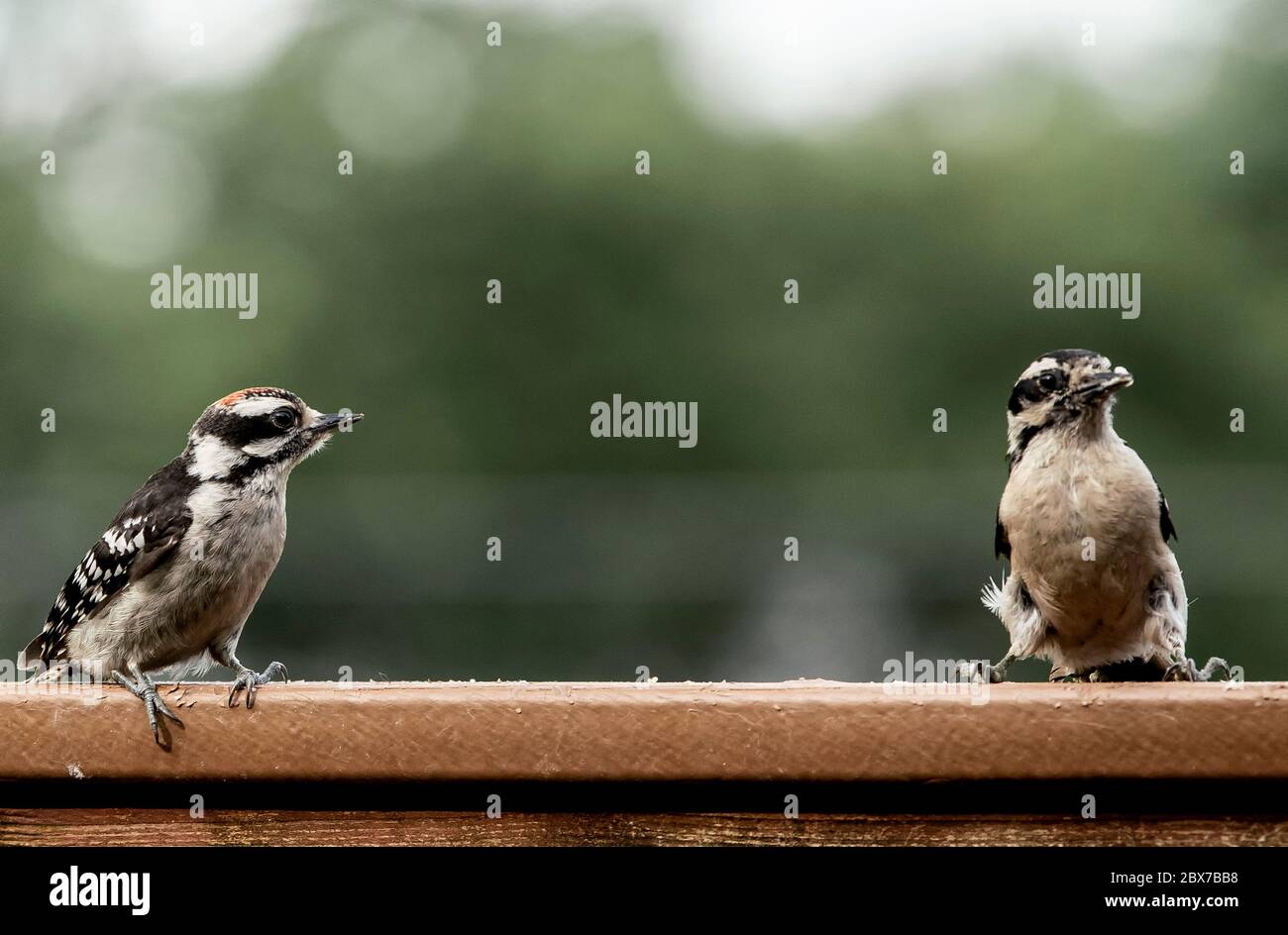 Two woodpeckers hi-res stock photography and images - Alamy