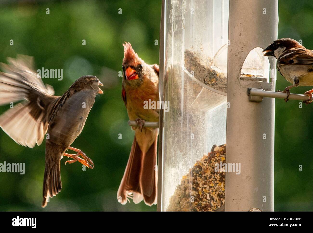 Angry sparrow hi-res stock photography and images - Alamy