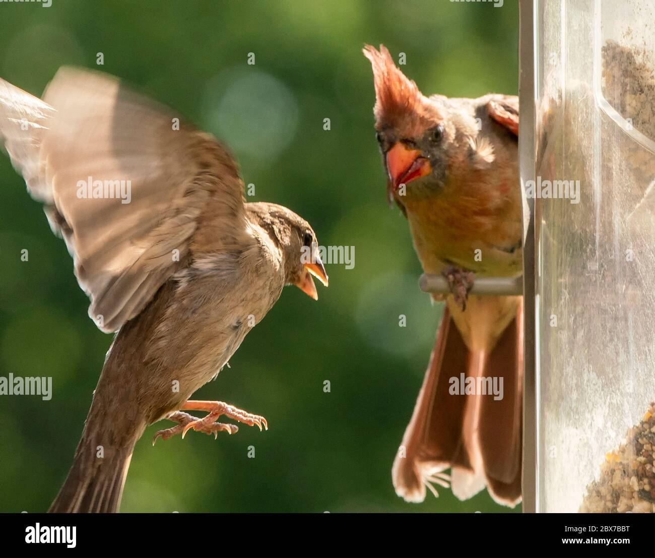 Northern cardinal in flight hi-res stock photography and images - Alamy