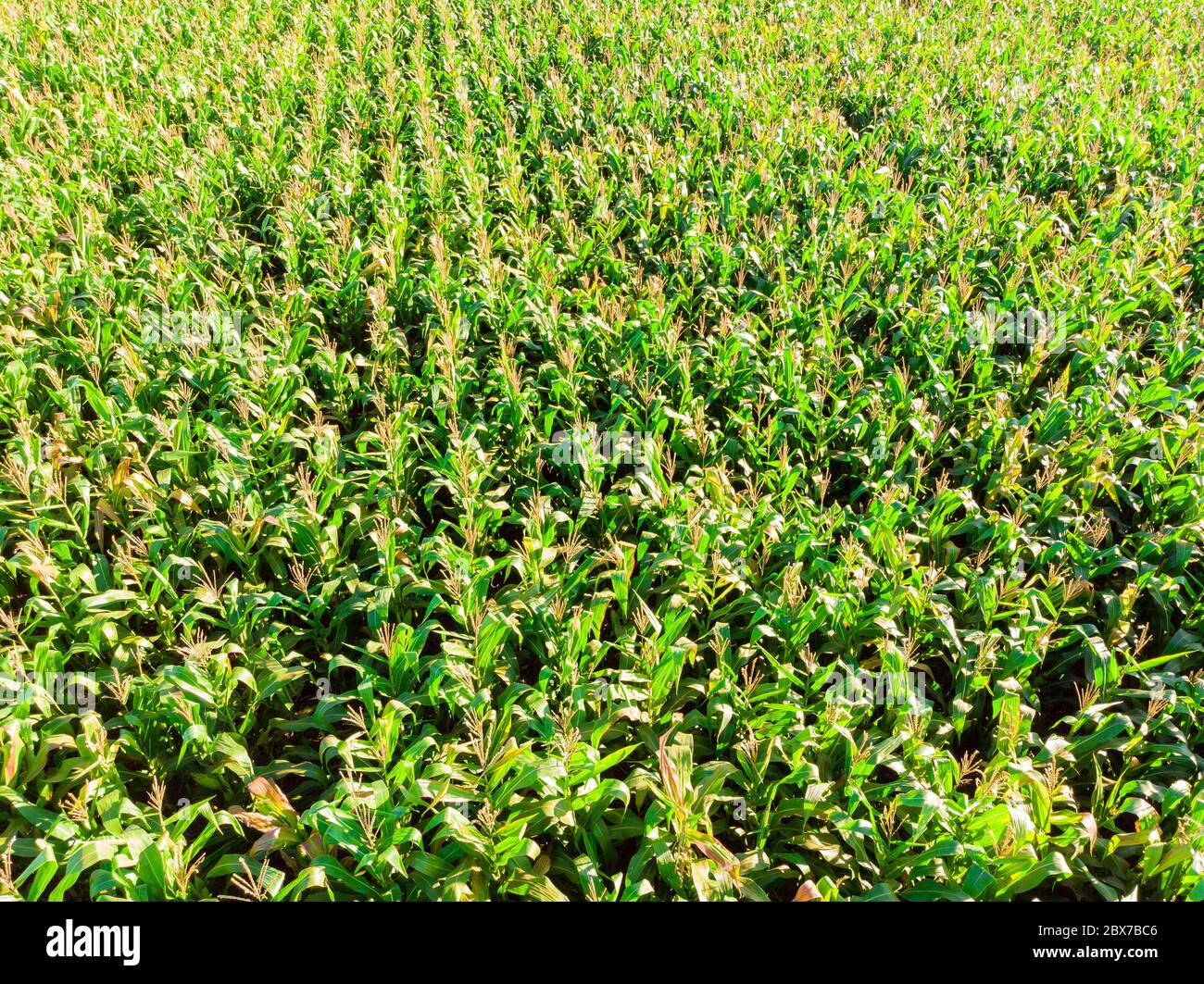 Aerial image of corn plantation in Brazil Stock Photo - Alamy