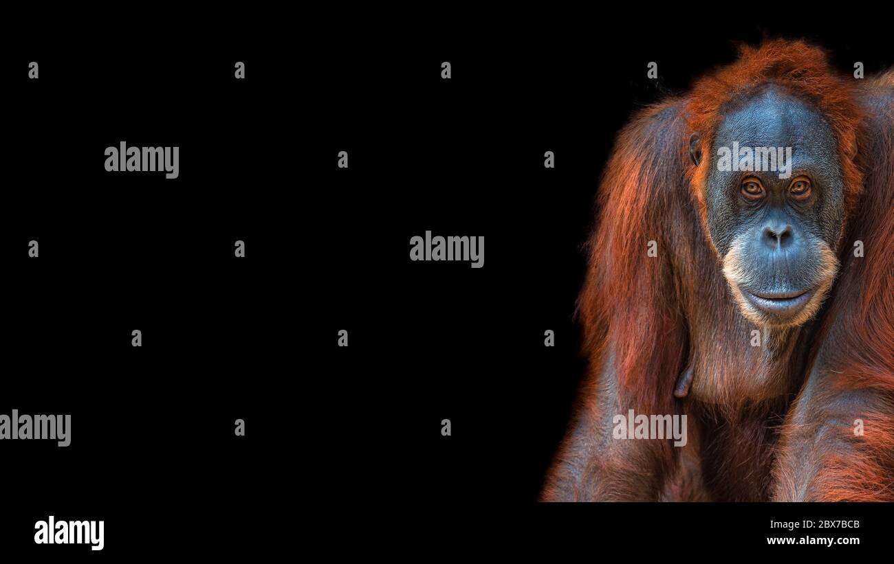 Banner with portrait of funny colorful Asian orangutan at black ...