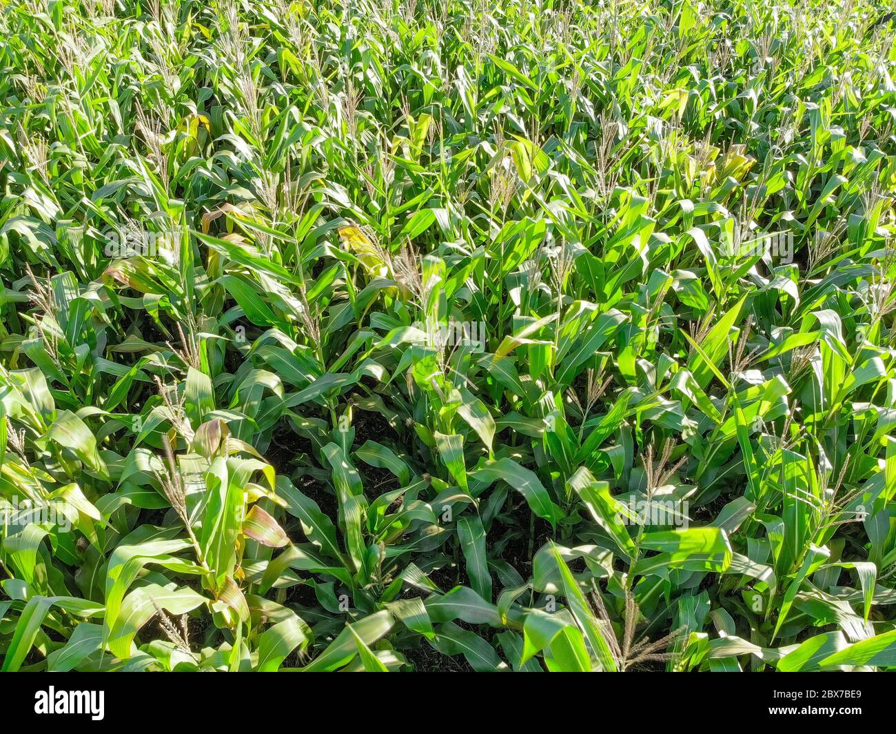 Aerial image of corn plantation in Brazil Stock Photo - Alamy