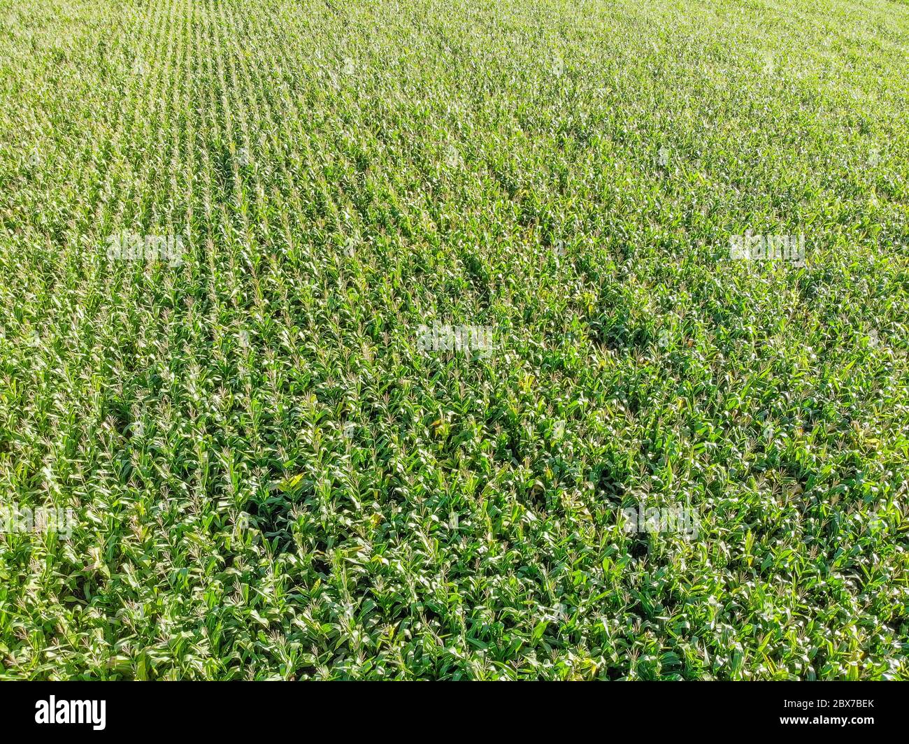 Aerial image of corn plantation in Brazil Stock Photo - Alamy