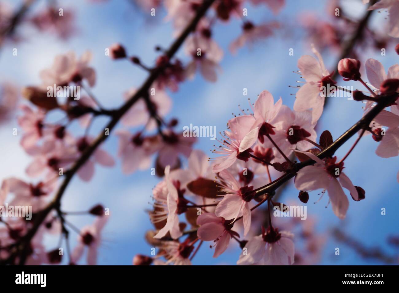Kirschbluete japan hi-res stock photography and images - Alamy