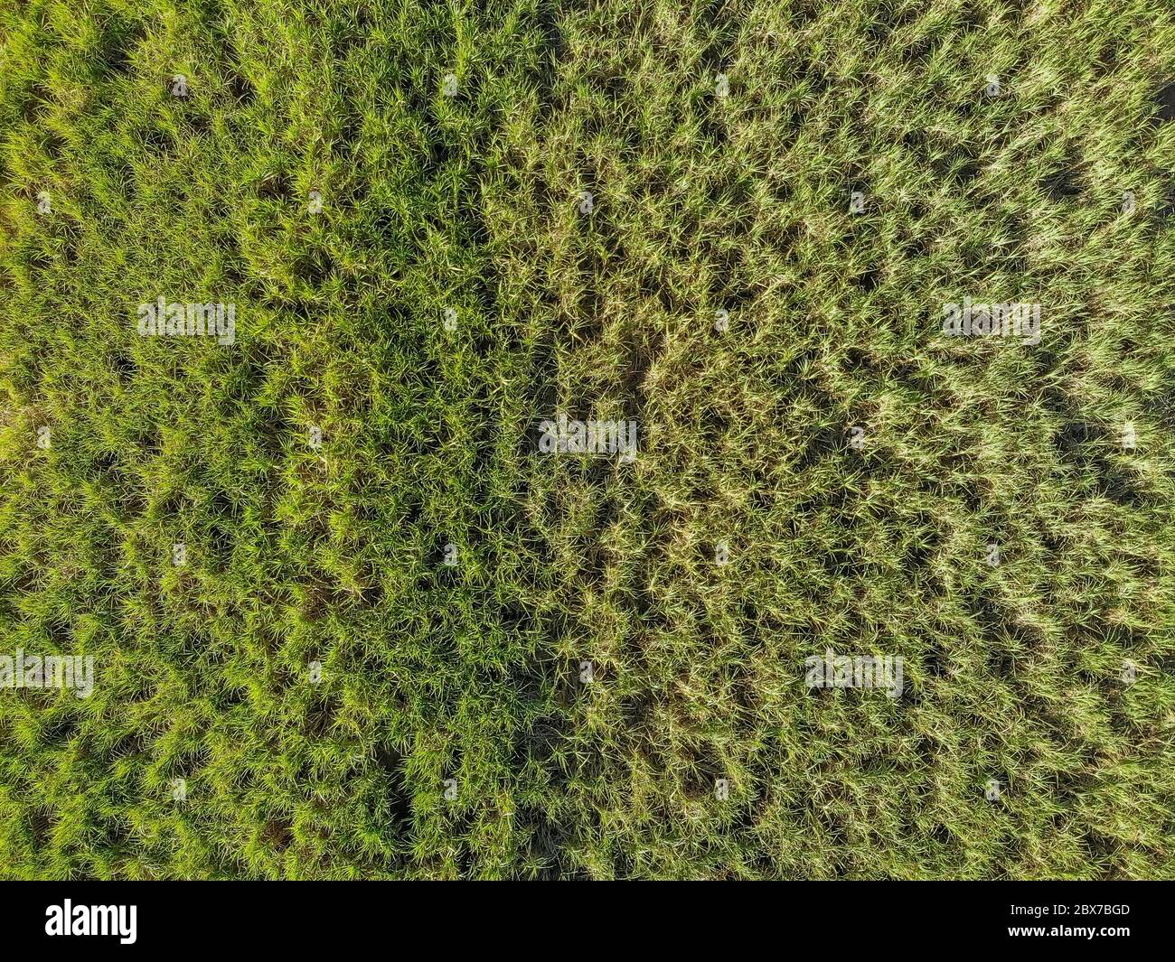 Aerial top view over cornfield hi-res stock photography and images - Alamy