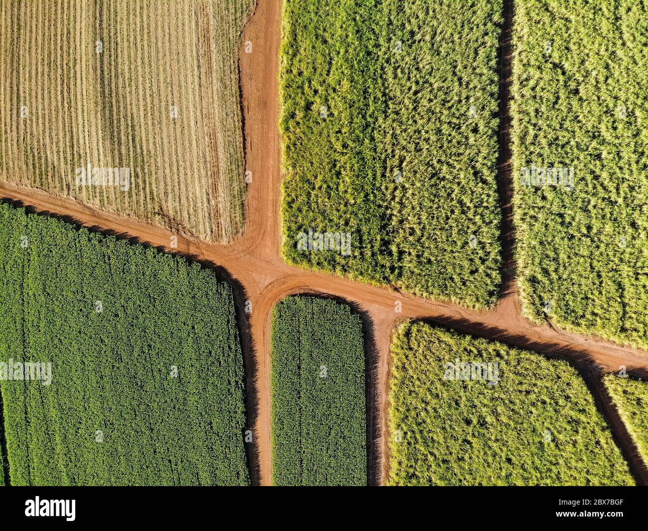 Aerial sugarcane field in Brazil Stock Photo - Alamy