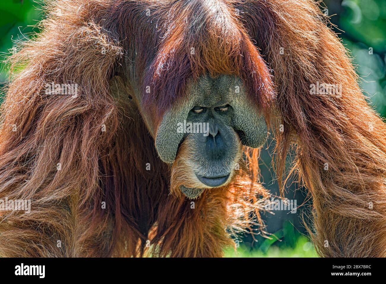 Cover page with portrait of old Asian orangutan, alpha male Stock Photo ...