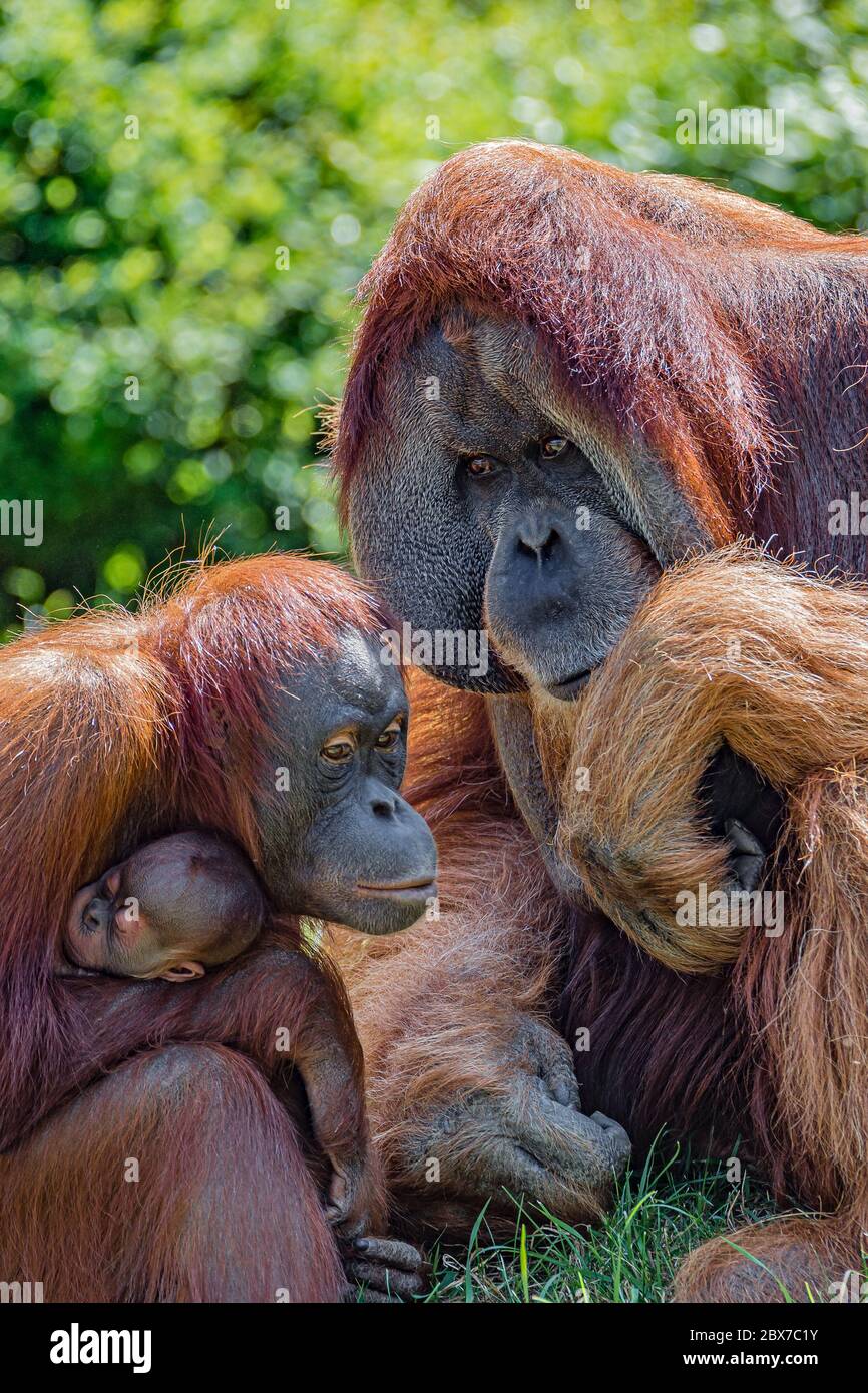 Family portrait of parents and child of Asian orangutans outdoor Stock ...