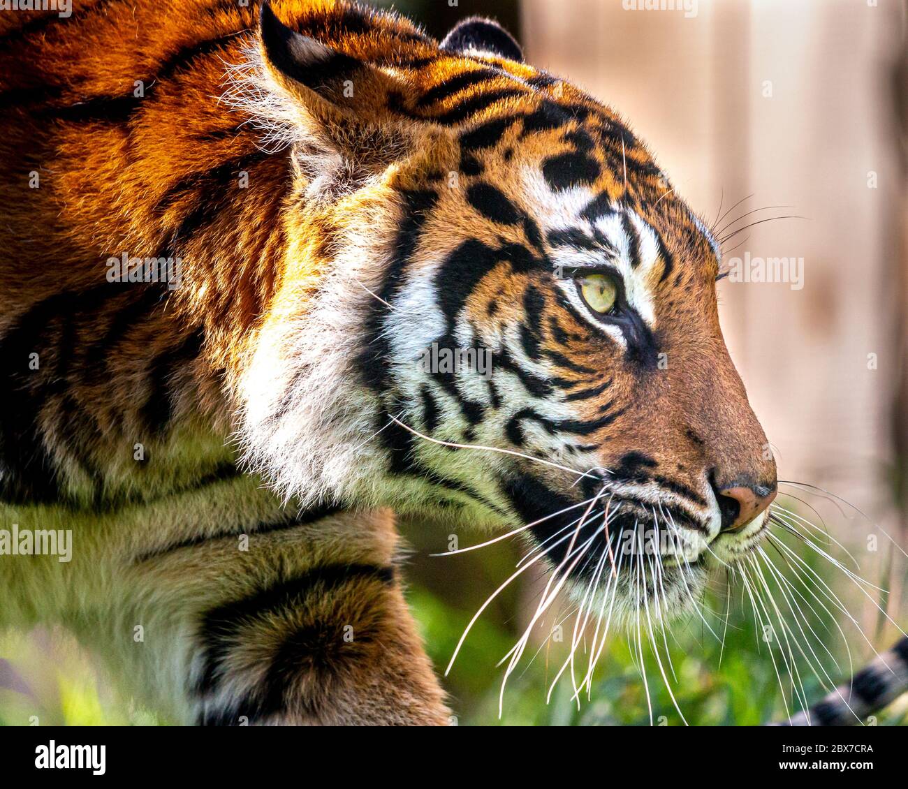 The tiger (Panthera tigris) is the largest extant cat species and a ...