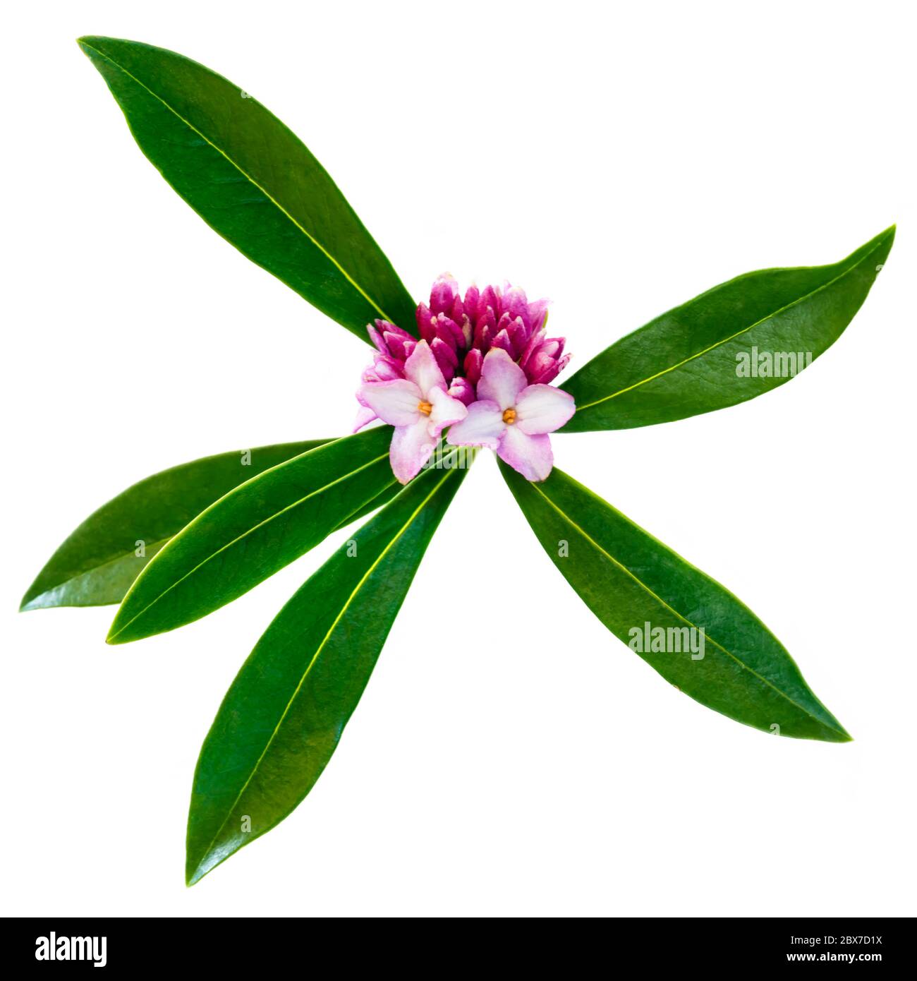 Daphne flower, isolated on white Stock Photo - Alamy
