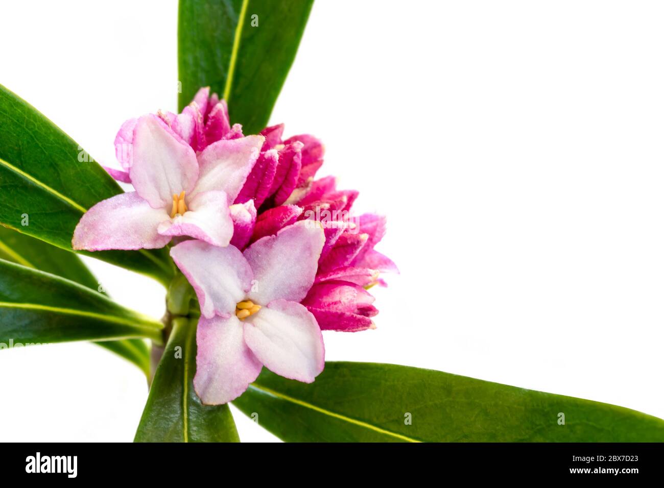 Daphne flower, isolated on white Stock Photo - Alamy