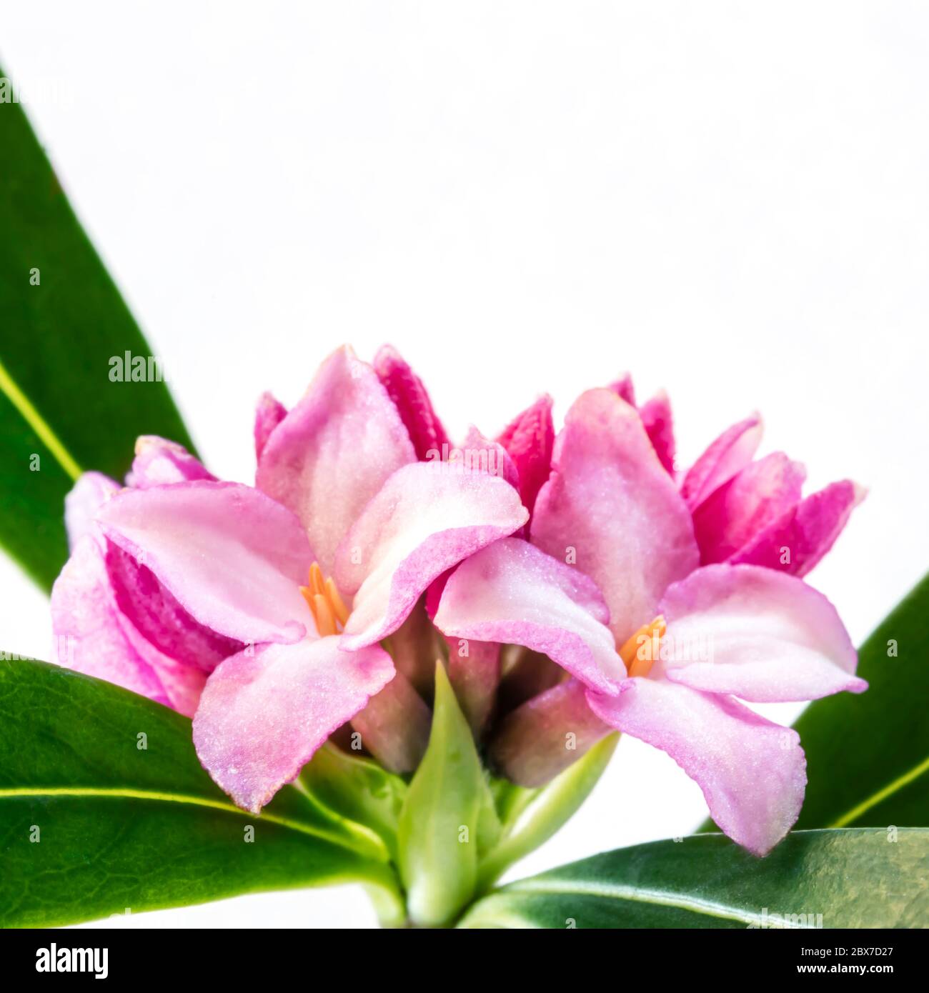 Daphne flower hi-res stock photography and images - Alamy