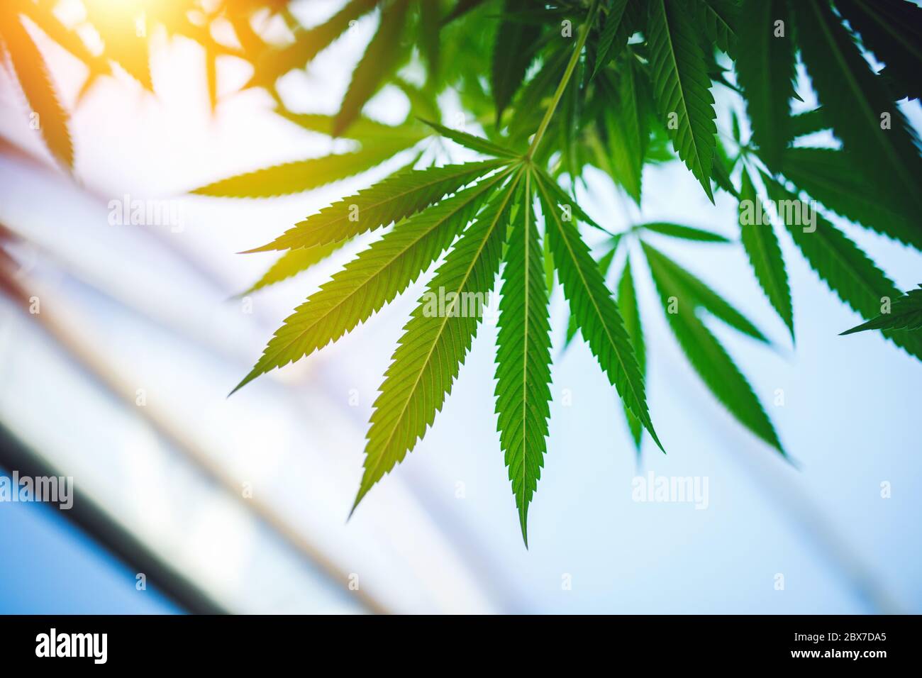 Young leaf of marijuana plant detail at sunset. Selective focus. Low ...