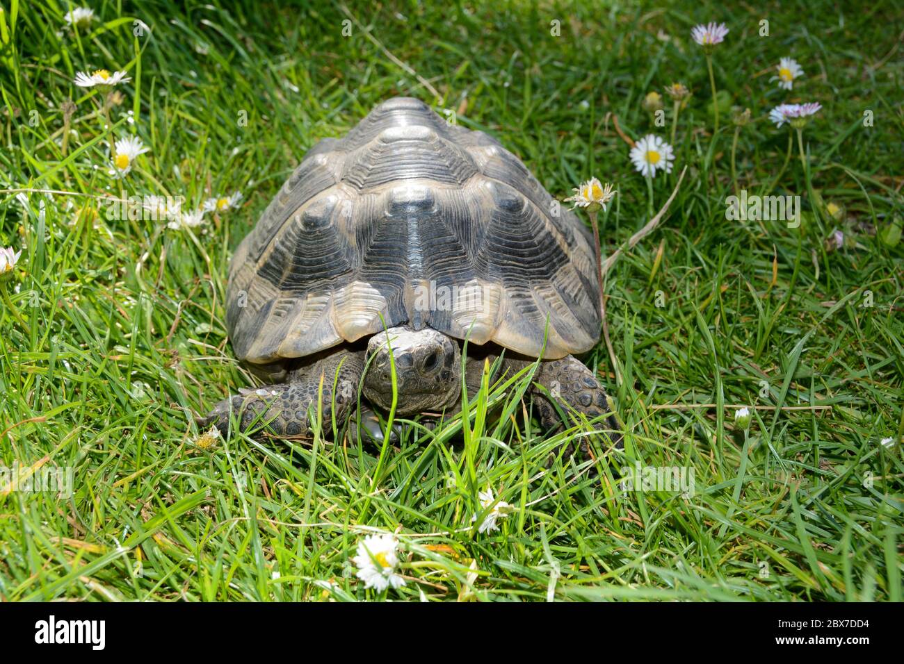 A turtle from the front, in the green grass between daisy Stock Photo ...