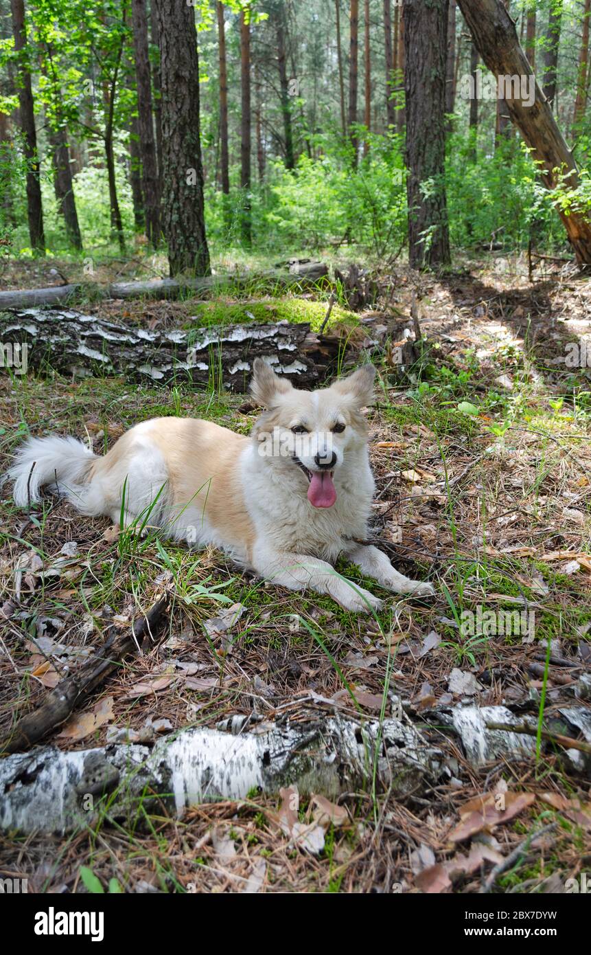 The dog got tired of running in the woods and lay down to rest Stock ...