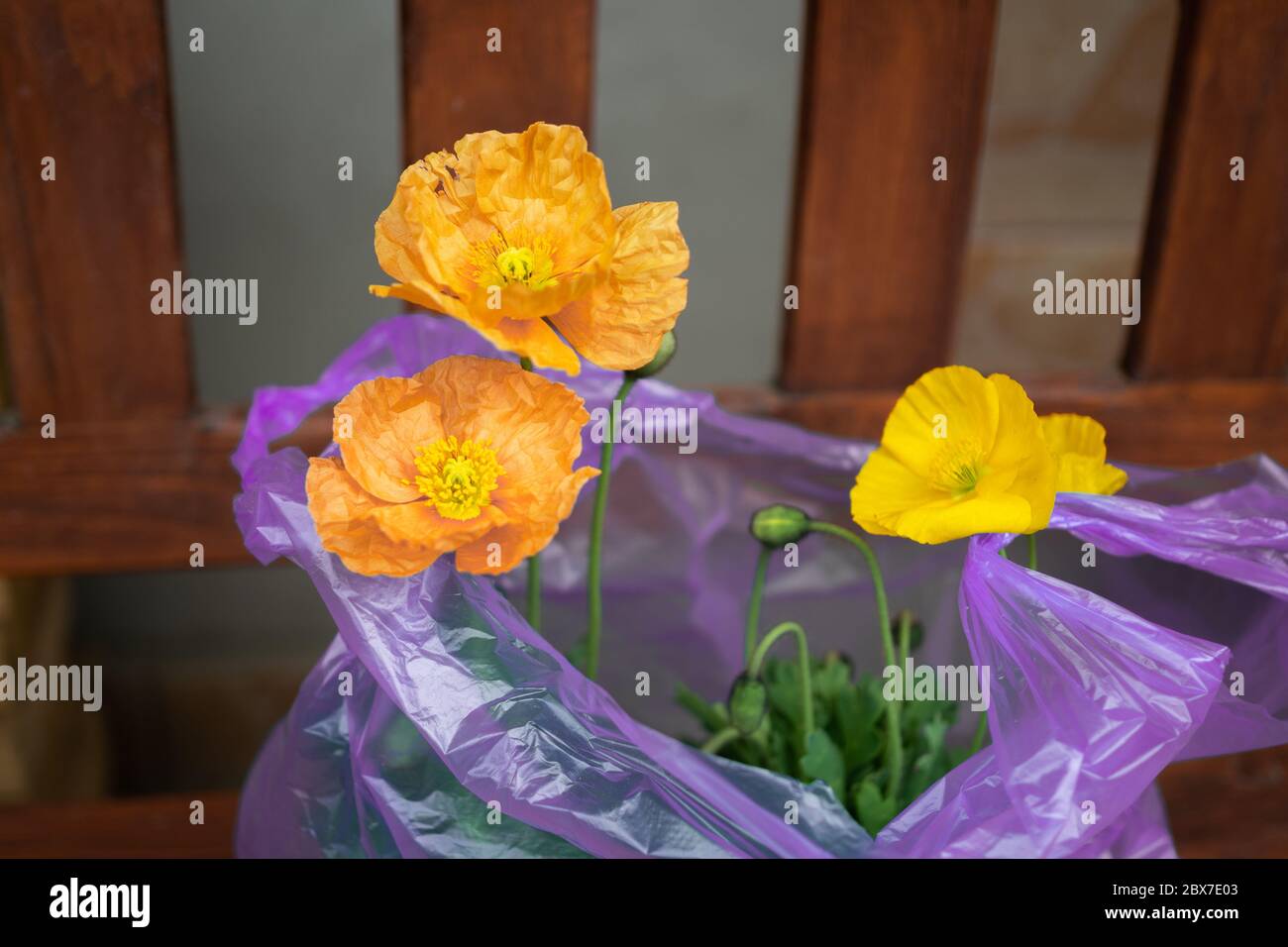Poppy garden pot hi-res stock photography and images - Alamy