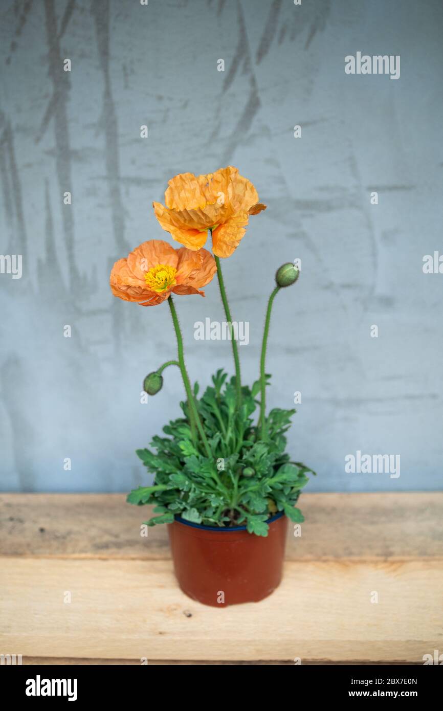 Flowering poppy in a pot Stock Photo - Alamy
