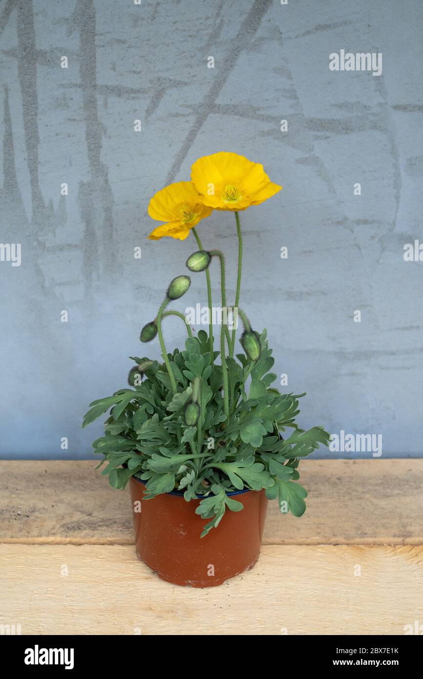 Flowering poppy in a pot Stock Photo - Alamy